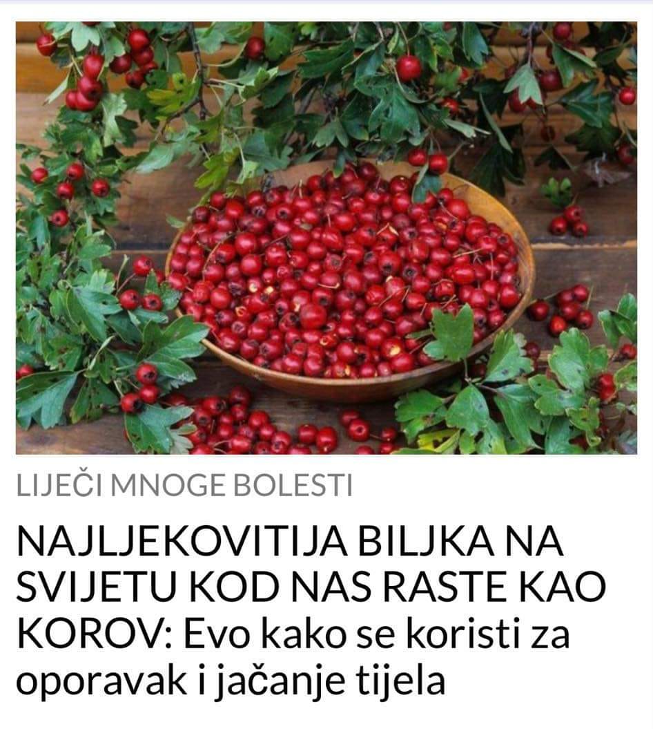 NAJLJEKOVITIJA BILJKA NA SVIJETU KOD NAS RASTE KAO KOROV: Evo kako se ...