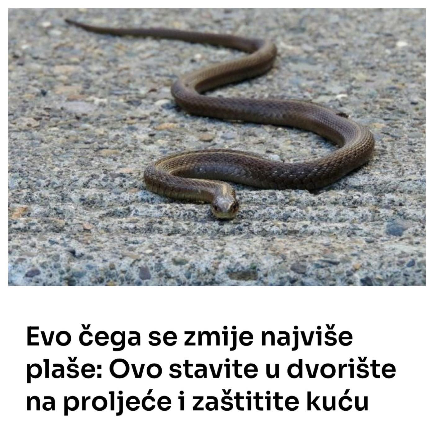 Evo čega se zmije najviše plaše: Ovo stavite u dvorište na proljeće i ...