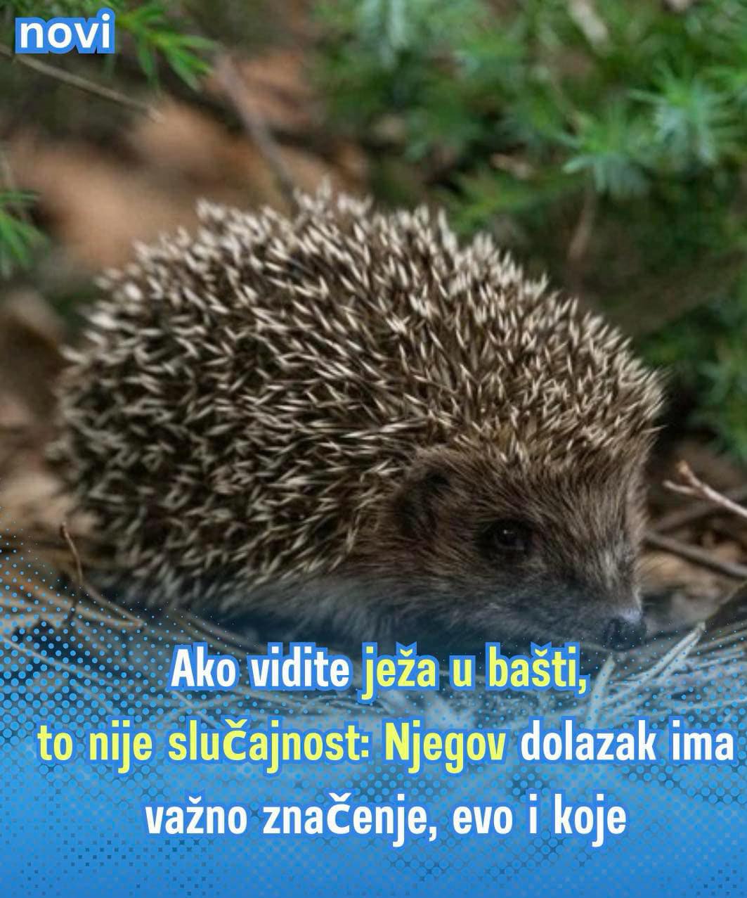 Ako vidite ježa u bašti, to nije slučajnost: Njegov dolazak ima važno ...